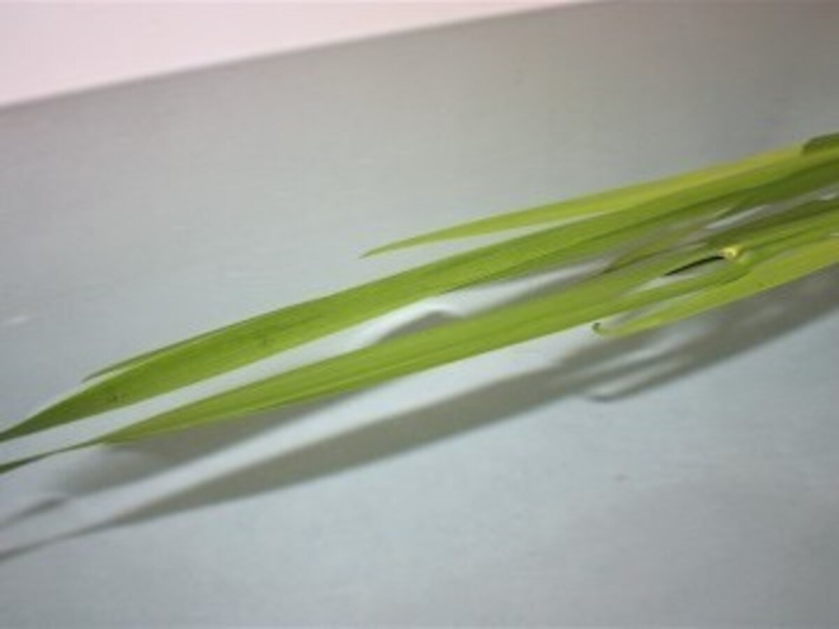 菖蒲湯の入り方やり方菖蒲笛の作り方や菖蒲打ちなど活用術も 暮らしの歳時記 All About