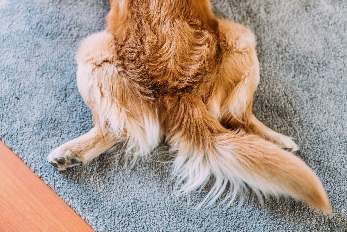 犬の尻尾の振り方で気持ちがわかる尻尾の種類を解説 犬 All About