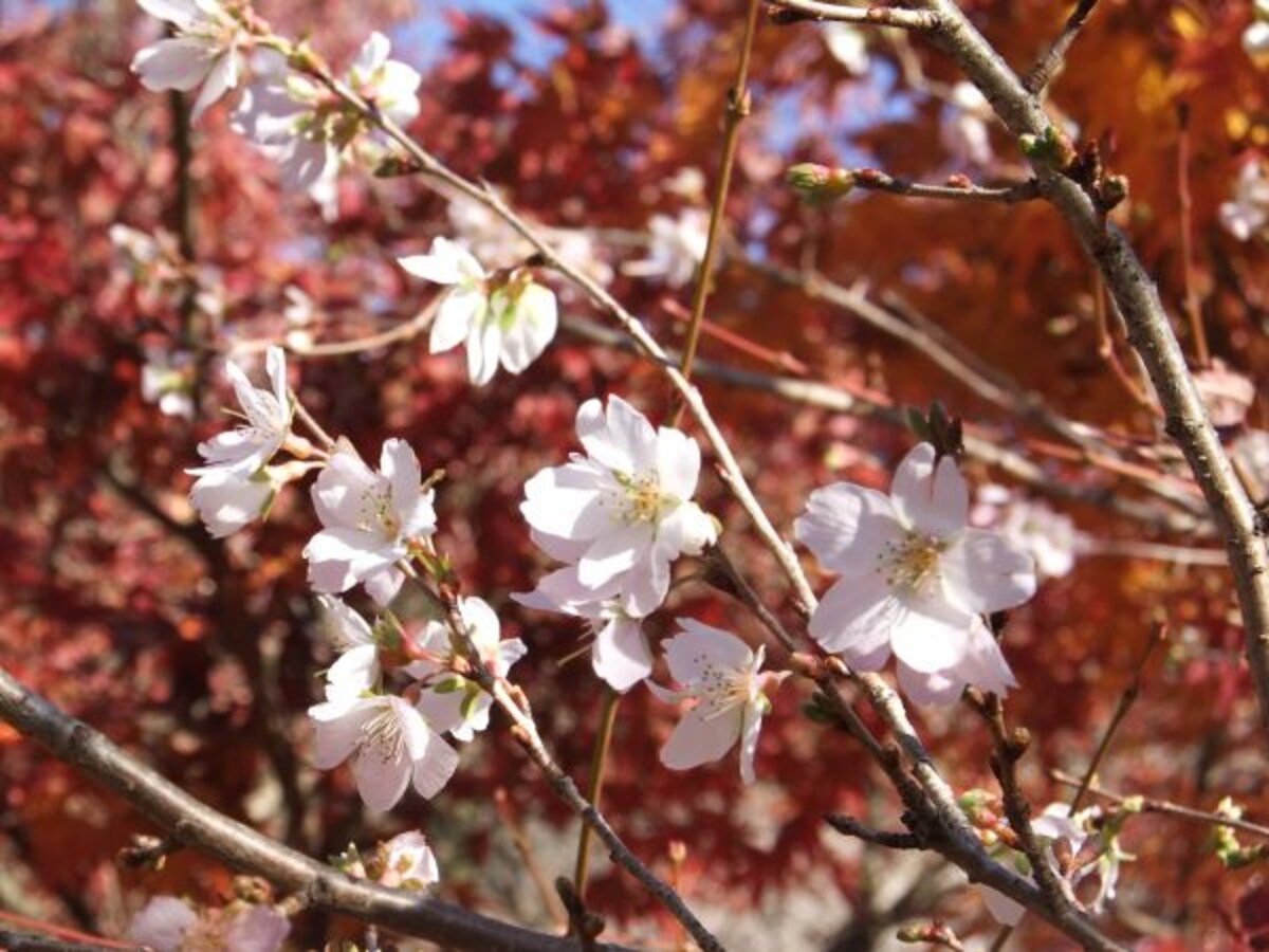 秋に咲く桜と紅葉を楽しもう小原の四季桜愛知 名所旧跡 All About