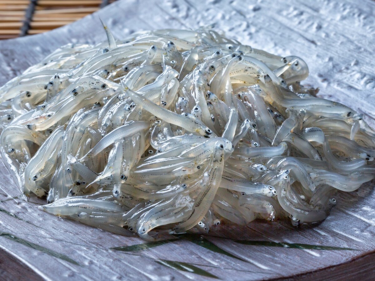 顎口虫とは症状対策法アニサキスだけではない魚の寄生虫 食生活栄養知識 All About