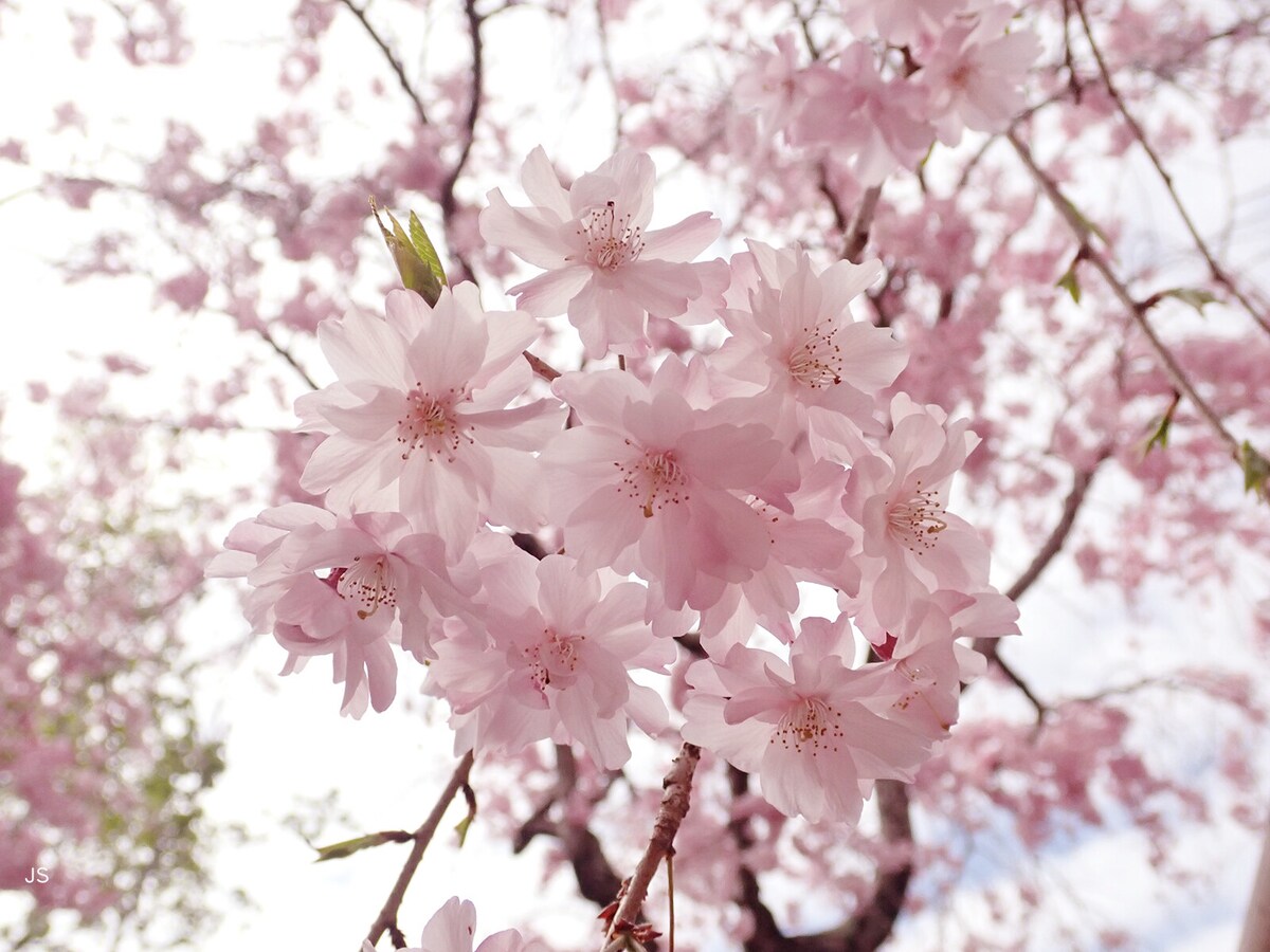 桜をきれいに撮るコツ 桜の魅力がいっそう引き立つ捉え方をカメラマンが解説 写真撮影 All About