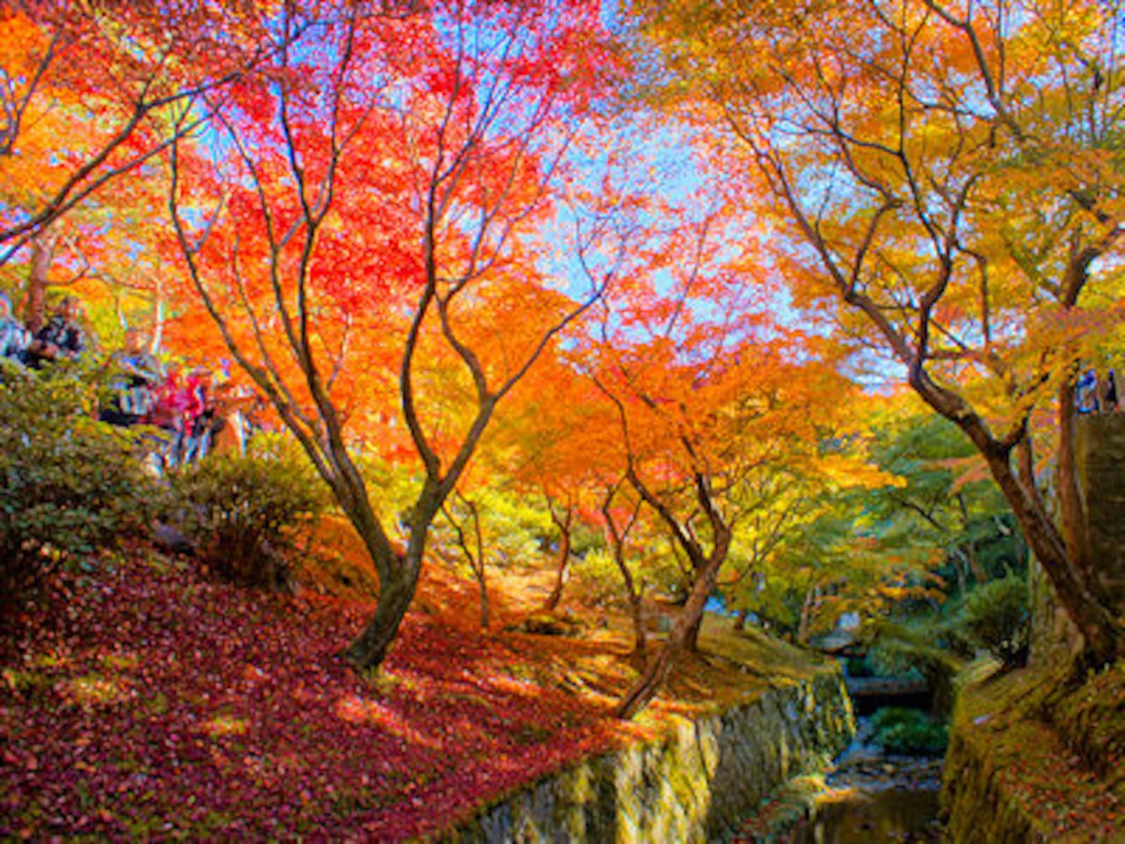 3 6 今年こそ行きたい京都の紅葉名所ベスト5と温泉 温泉 All About