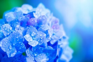 梅雨の楽しみ方 ジメジメした毎日を楽しく過ごそう 時事太郎のまとまるチャンネル