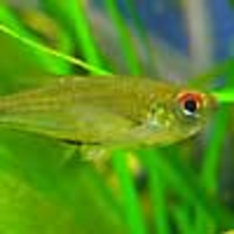 アロワナテトラ 熱帯魚 All About