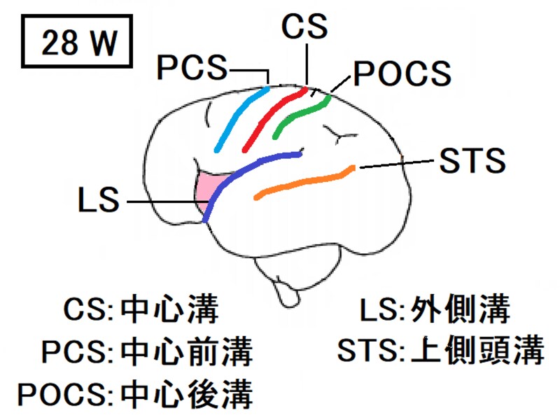 生まれる前から個体差が出てくる脳のシワ胎児期の大脳皮質の発達 脳科学脳の健康 All About