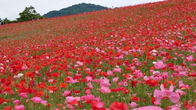 絶景1200万本の真っ赤なポピーの花畑 埼玉彩の国ふれあい牧場天空のポピーが今見ごろ 名所旧跡 All About