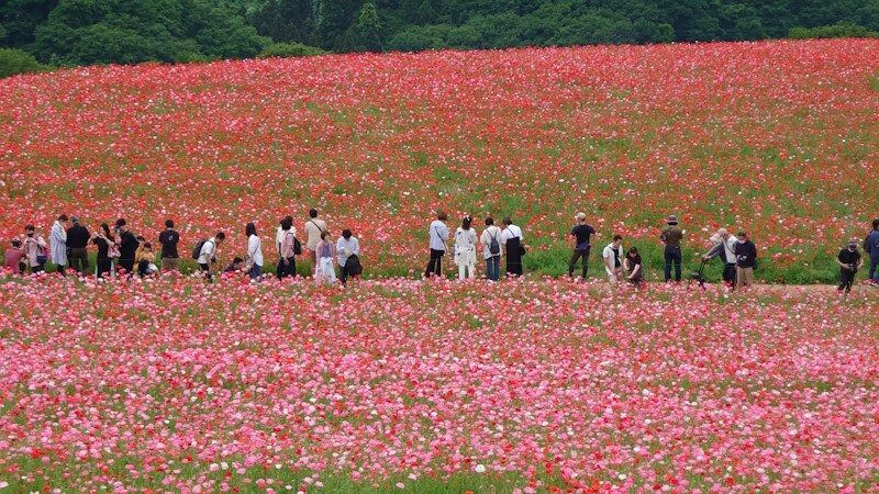 絶景1200万本の真っ赤なポピーの花畑 埼玉彩の国ふれあい牧場天空のポピーが今見ごろ 名所旧跡 All About