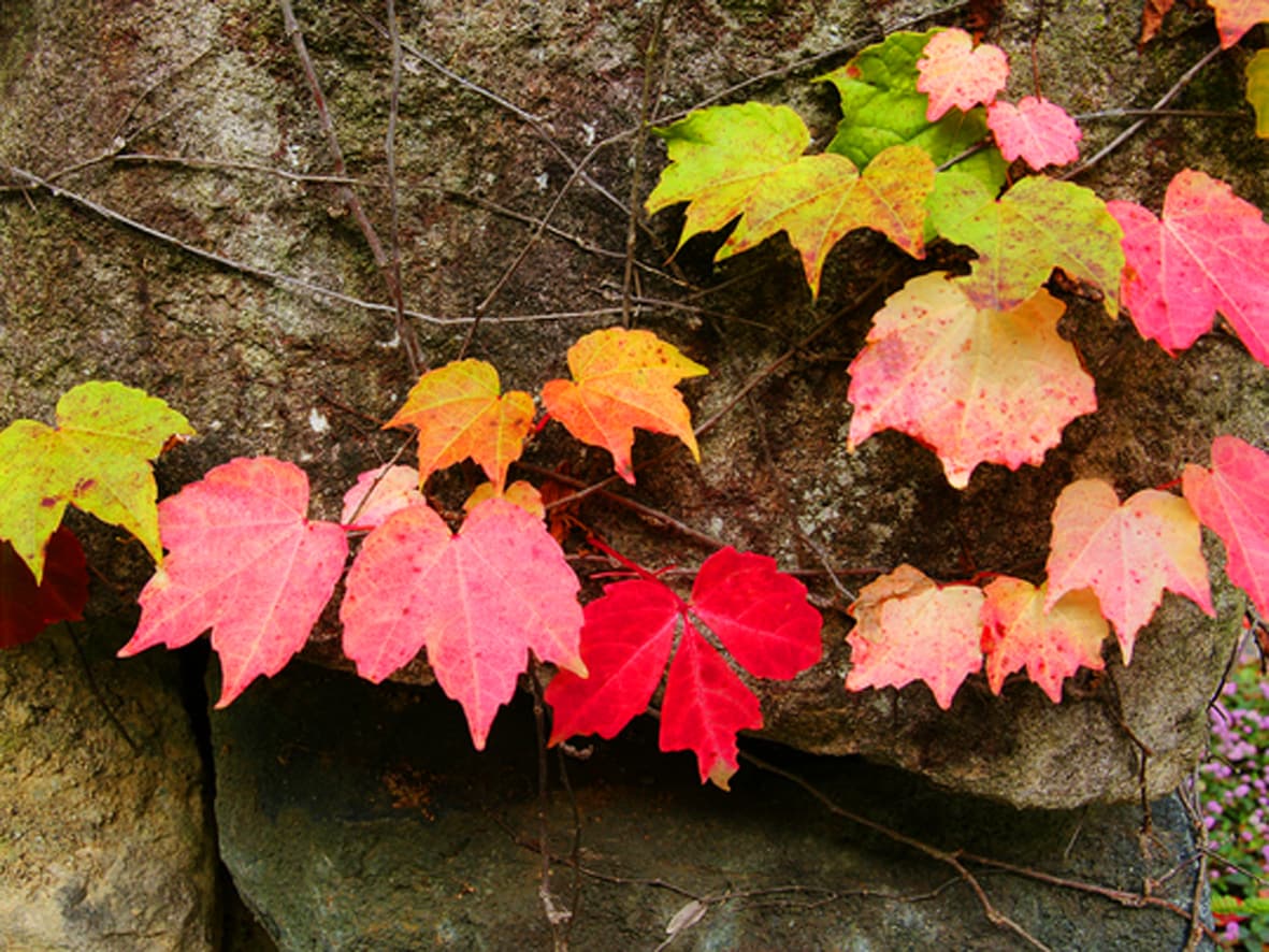 何が違う紅葉するツタ しないツタ 暮らしの歳時記 All About
