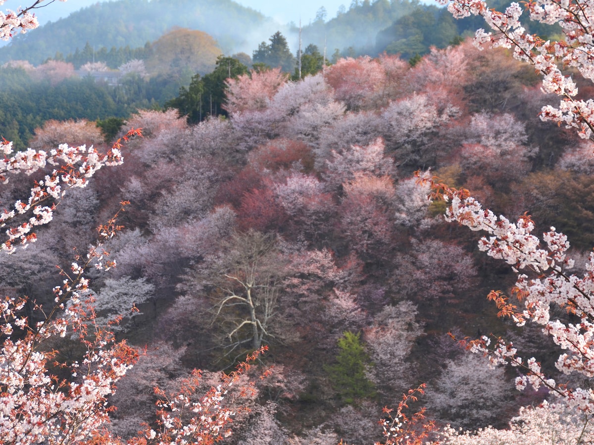 奈良吉野山の3万本の桜、2018年はロープウェイ運休 [奈良の観光・旅行] All About
