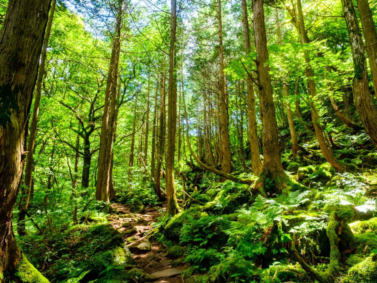 「緑豊かな森林が魅力だと思う都道府県」ランキング！ 2位「長野県」、1位は？ - All About ニュース