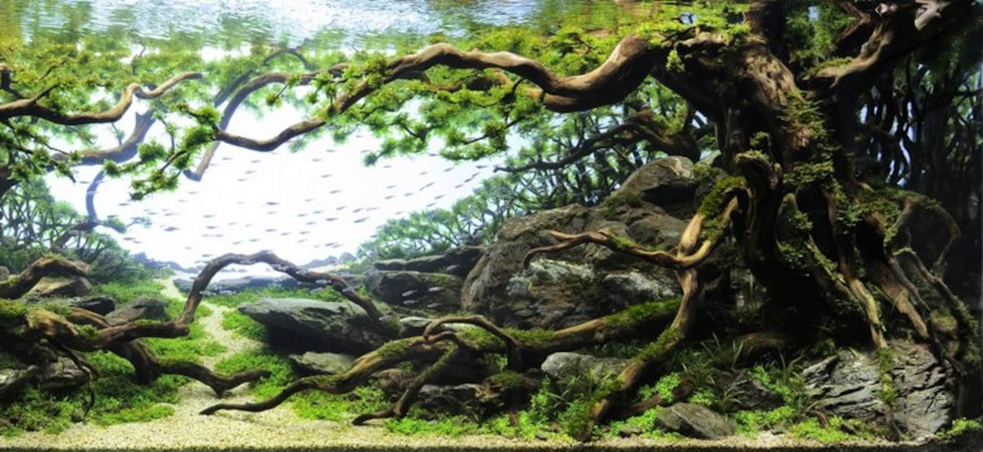 Tokyo Aquascape Union Makes Aquarium Art | All About Japan