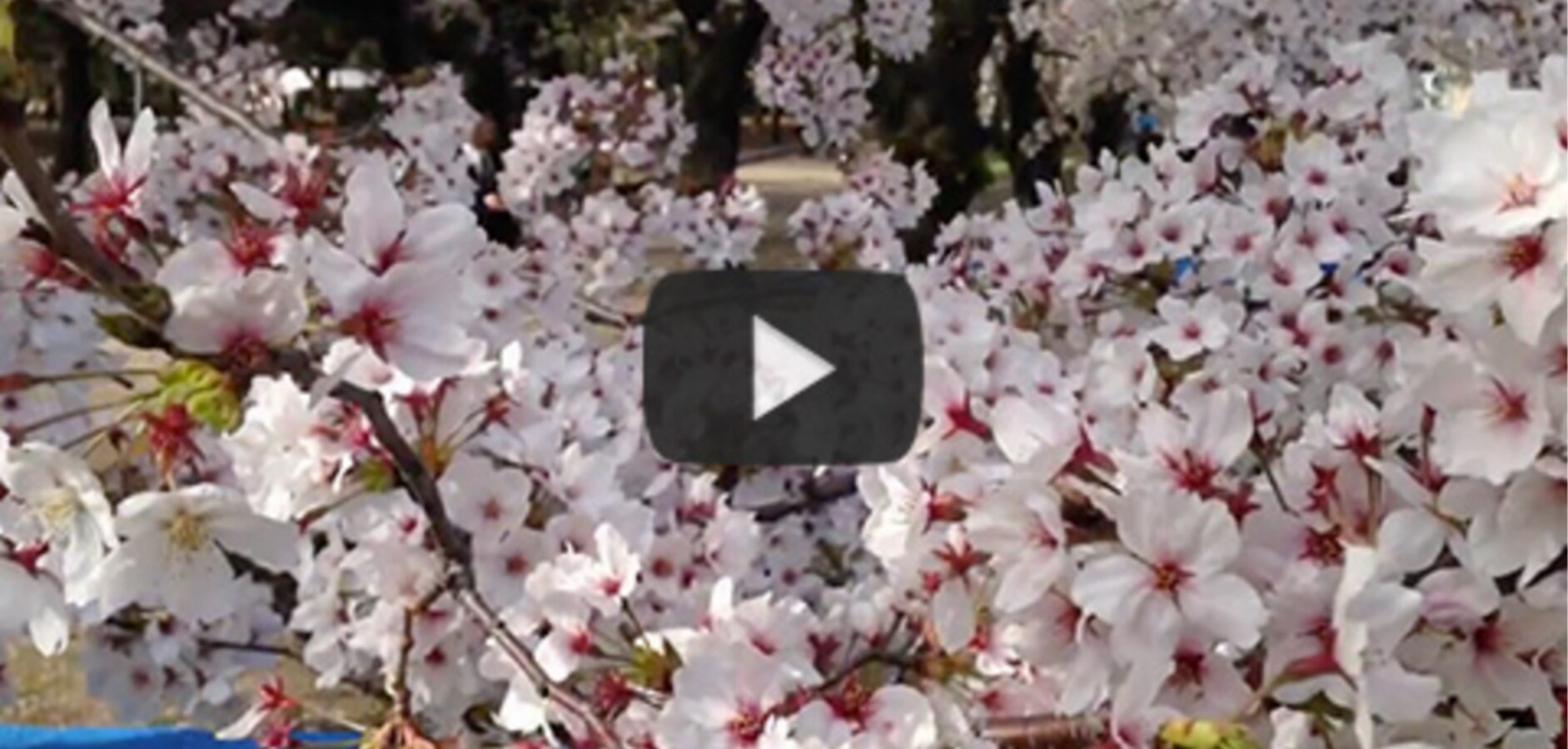 Colors of Spring | All About Japan