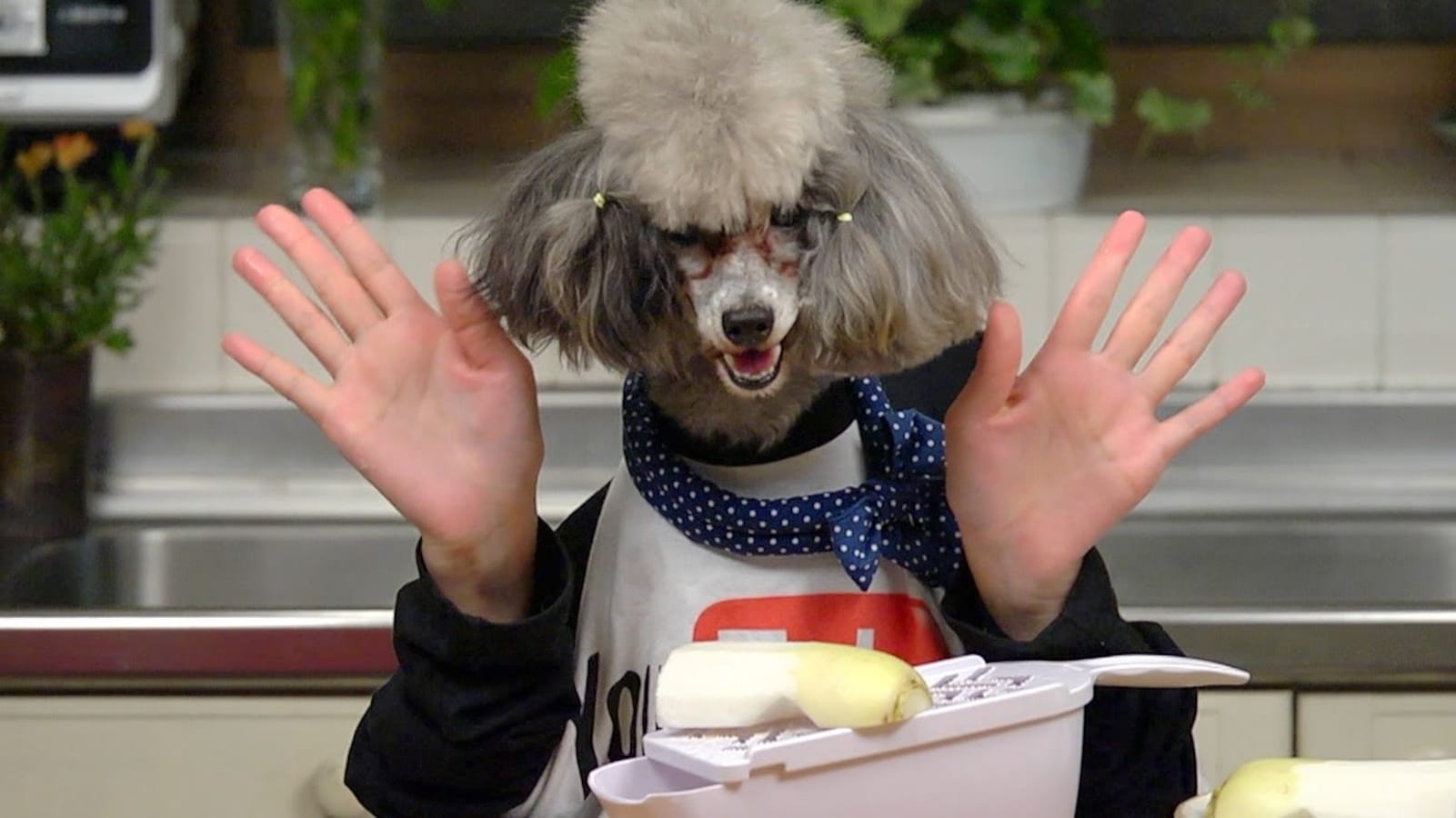 Learn to Make Sushi With the Help of a Dog! | All About Japan