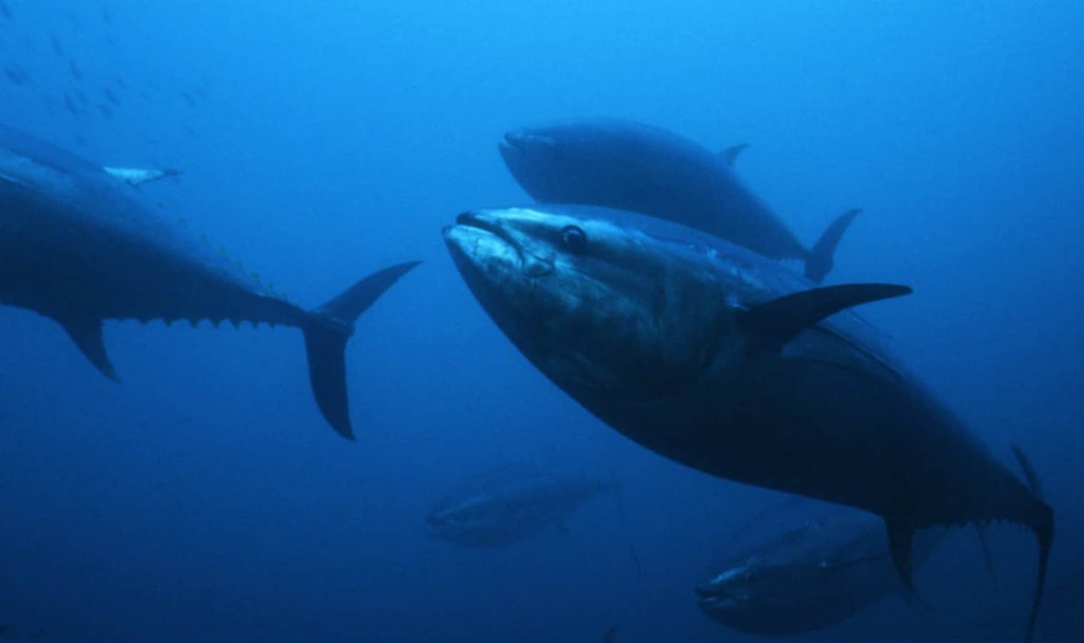 Why Japan Loves Fish | All About Japan