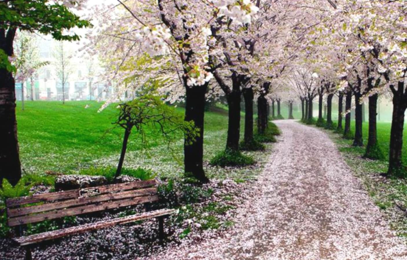 Gorgeous Sakura-Carpeted Landscapes | All About Japan