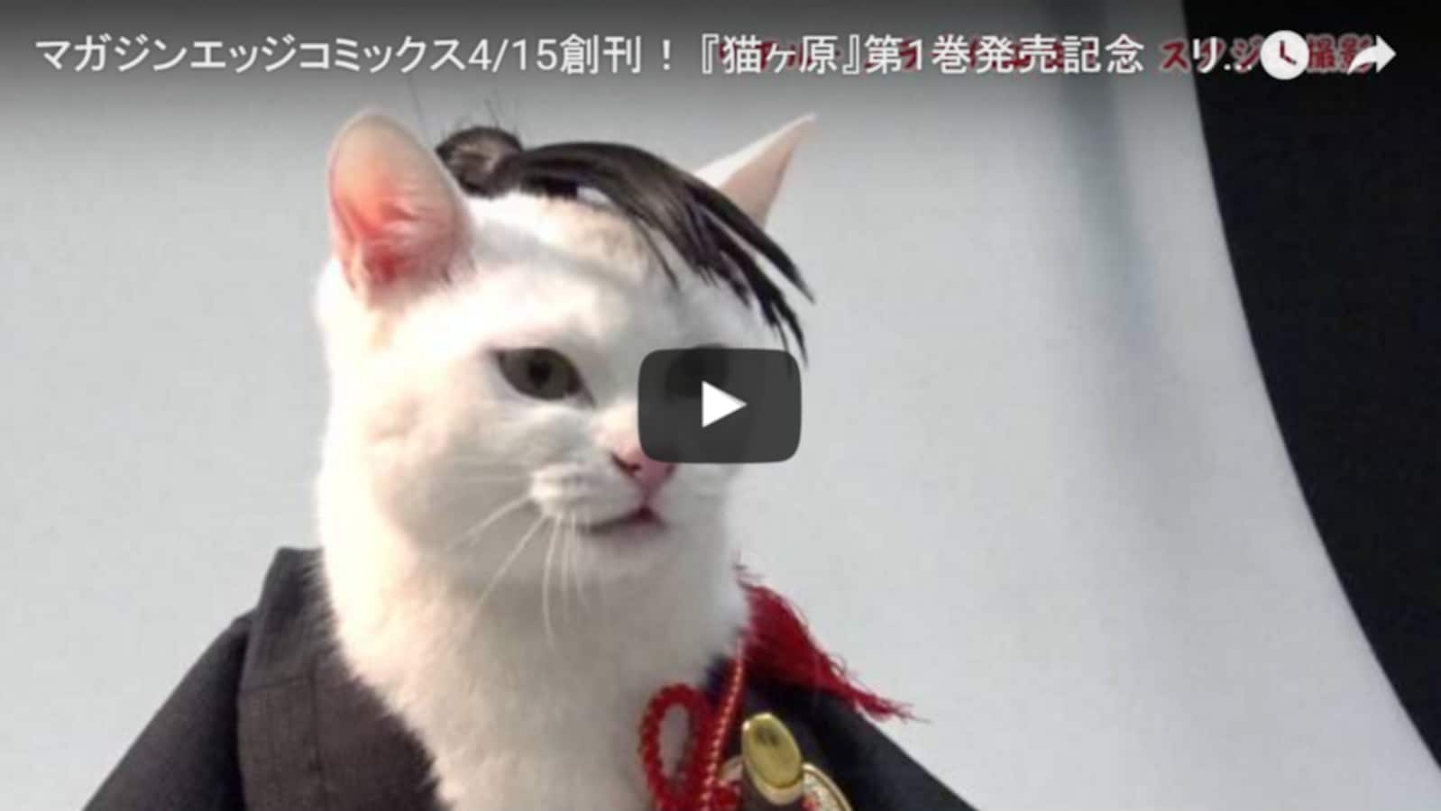 Stray Cat Samurai Comes to Life, Edits Mag | All About Japan
