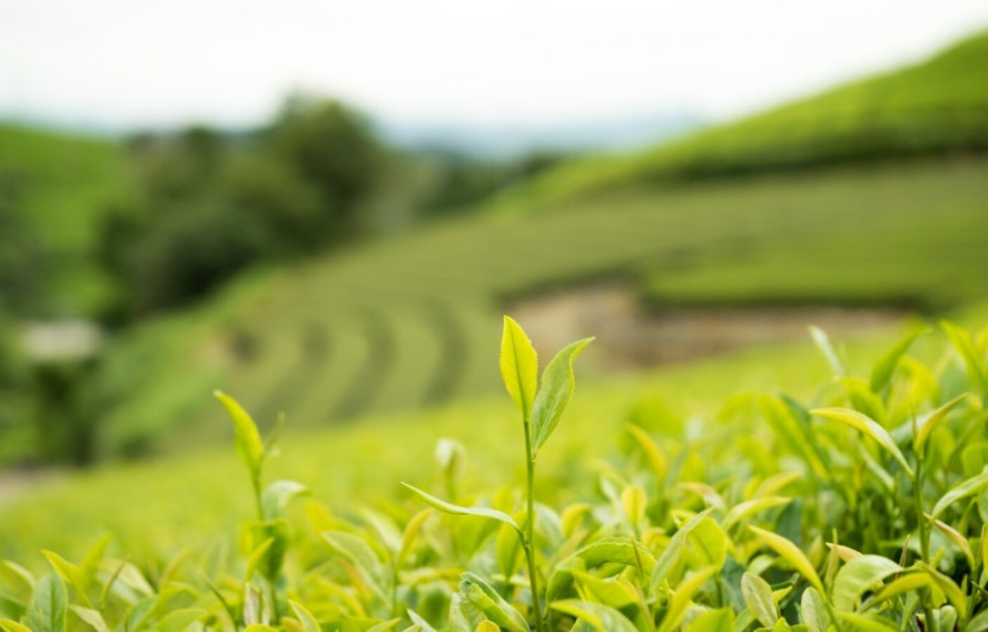 A Historical Walk Through Japanese Tea | All About Japan