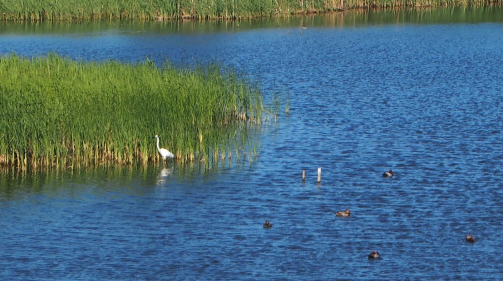 Tokyo Port Wild Bird Park | All About Japan
