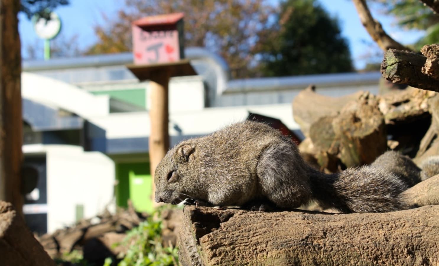 Tiny Zoo for Equally Tiny Critters | All About Japan