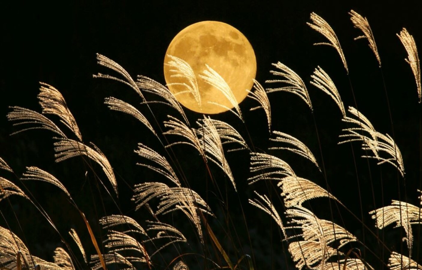 Savor the Harvest Moon | All About Japan