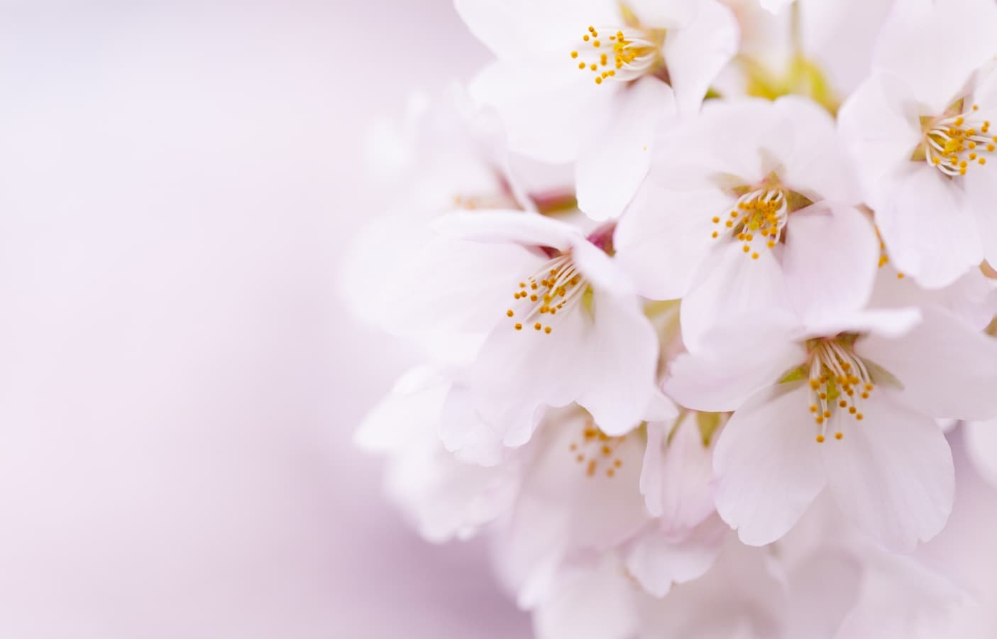 8 Key Sakura Types in Japan | All About Japan