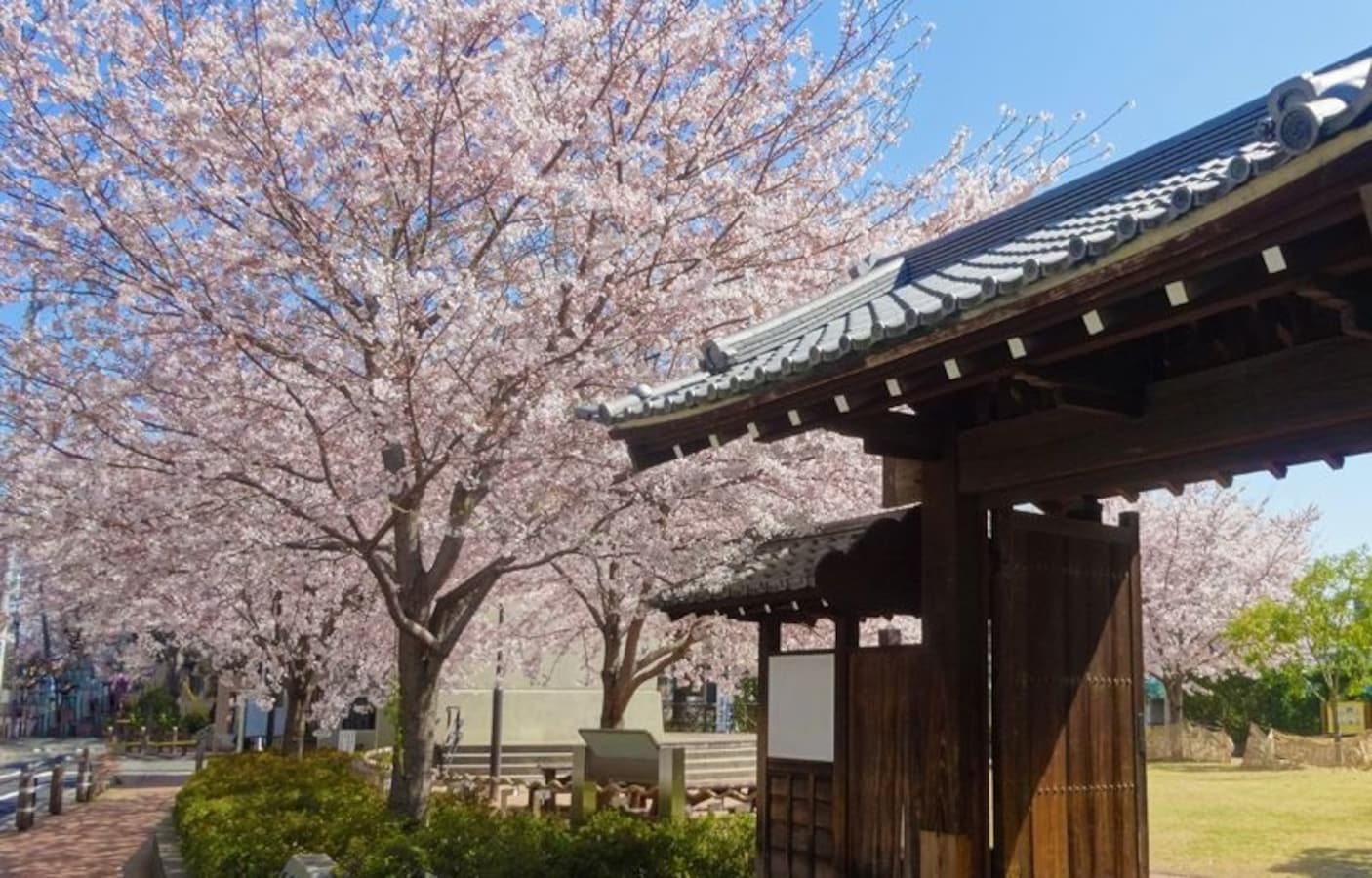 8 Must-See Sakura Avenues in Tokyo | All About Japan