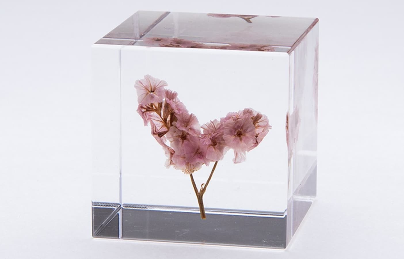 New Natural Objects Preserved in Acrylic Cubes | All About Japan