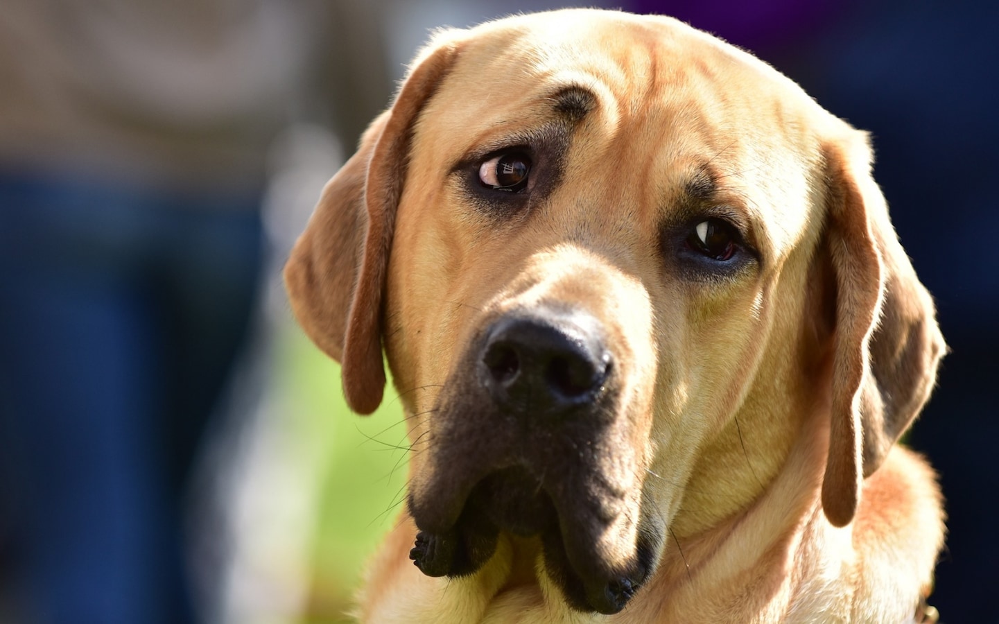 4 Commercials Perfect for Dog Lovers | All About Japan