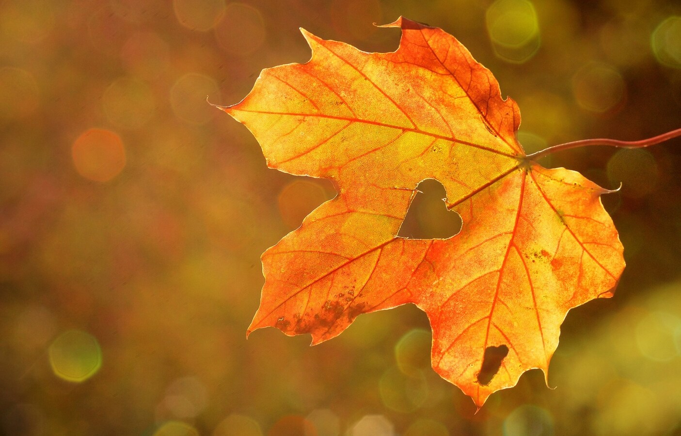 Top 10 Songs That Are Perfect for 'Momijigari' | All About Japan