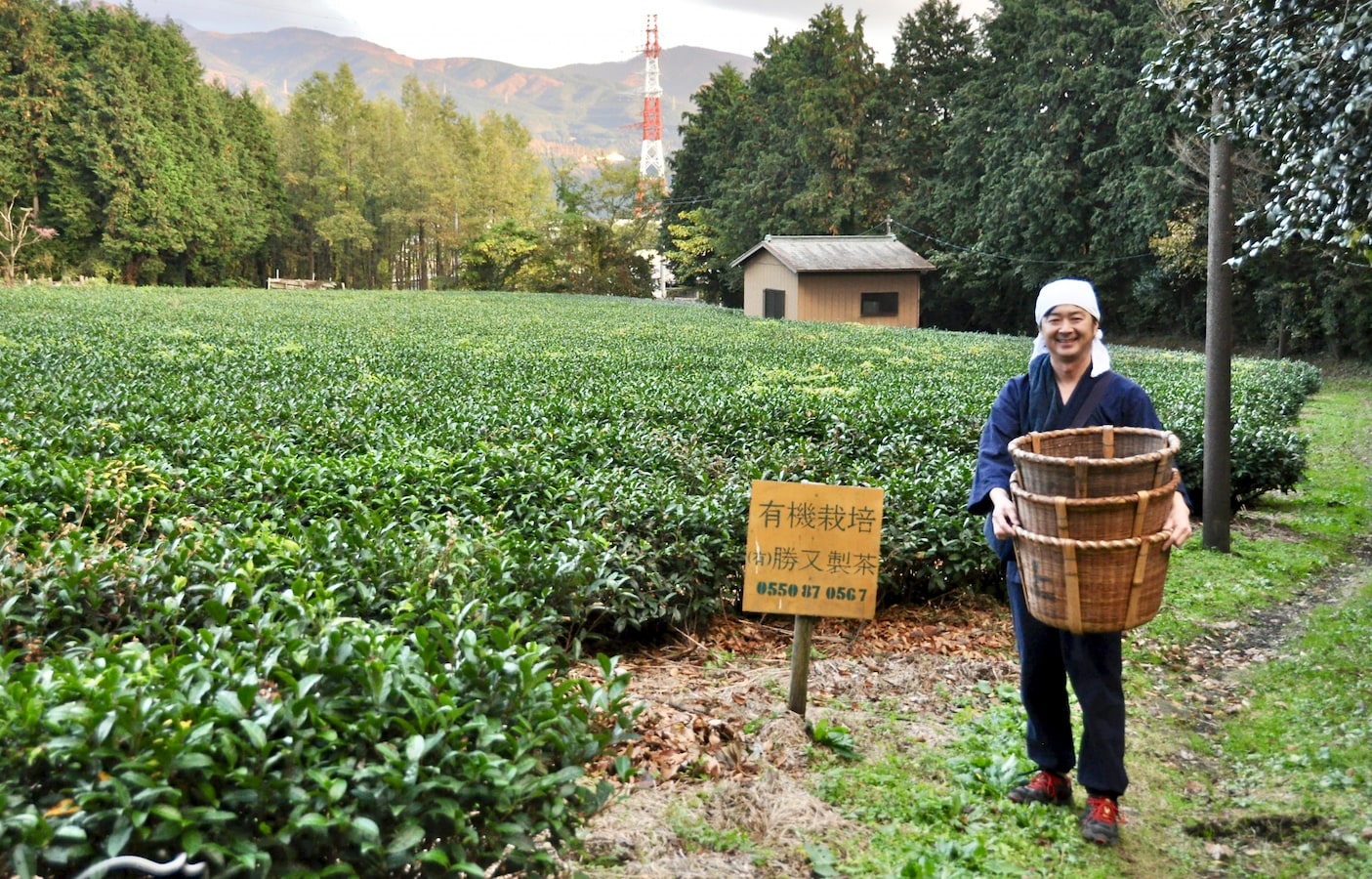Katsumata Seicha: Organic Tea on Fuji's Edge | All About Japan