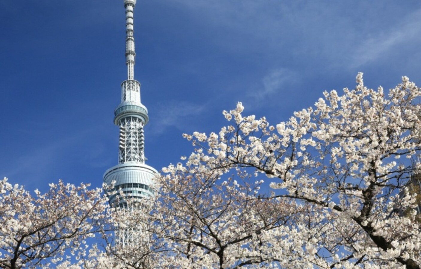 9 Fun Tokyo 'Hanami' Spots | All About Japan