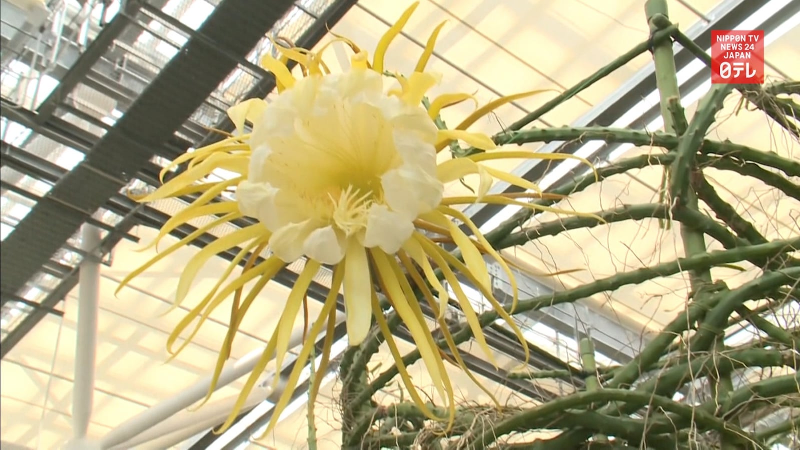 The Queen of the Night Blooms Only Once a Year | All About Japan