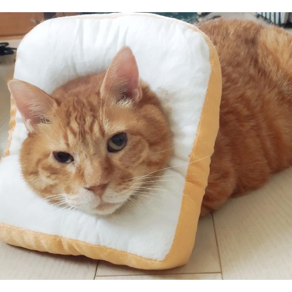 【猫犬兼用】「食パンエリザベスカラー」は優しいふわふわ素材！ミックス猫・茶～ちゃんの掻きむしり防止に活躍♪（50代女性） | イチオシ | ichioshi