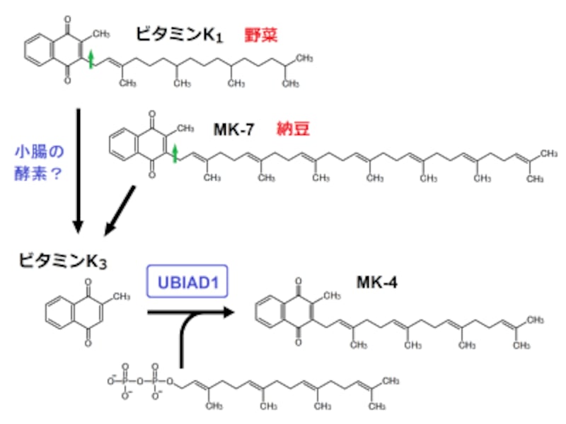 ビタミンK1とK2の違い…体の中でどのビタミンKもMK-4に変換される仕組み [食生活・栄養知識] All About
