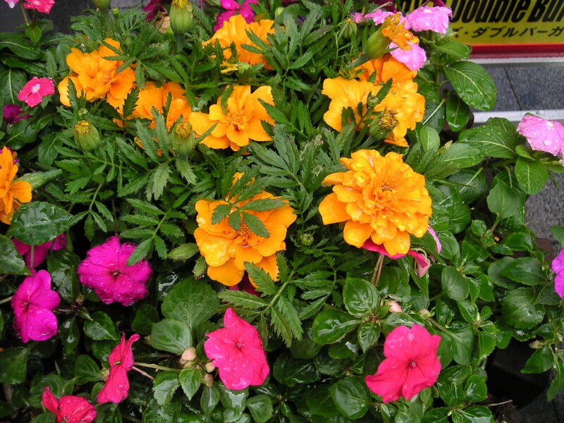 3/3 デジタルカメラレビュー Dimage Xtレビュー [デジタルカメラ] All About