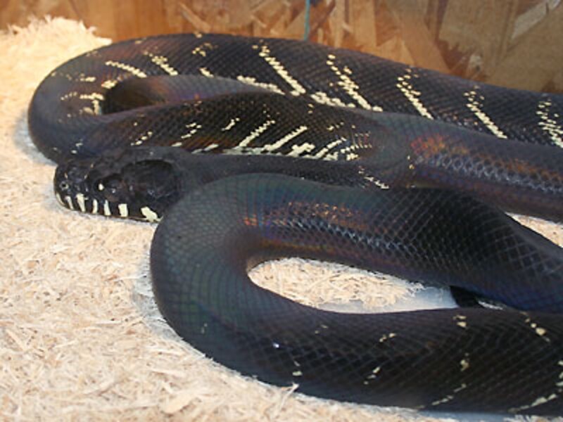 ベーレンパイソン [爬虫類・両生類] All About